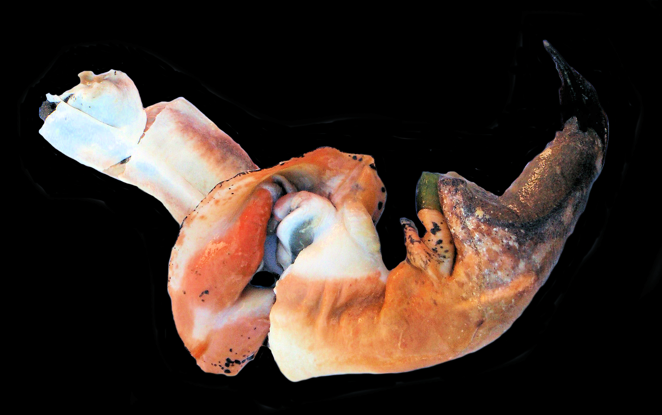 Eastern Pacific Giant Conch Shell | Mexican Shells.org