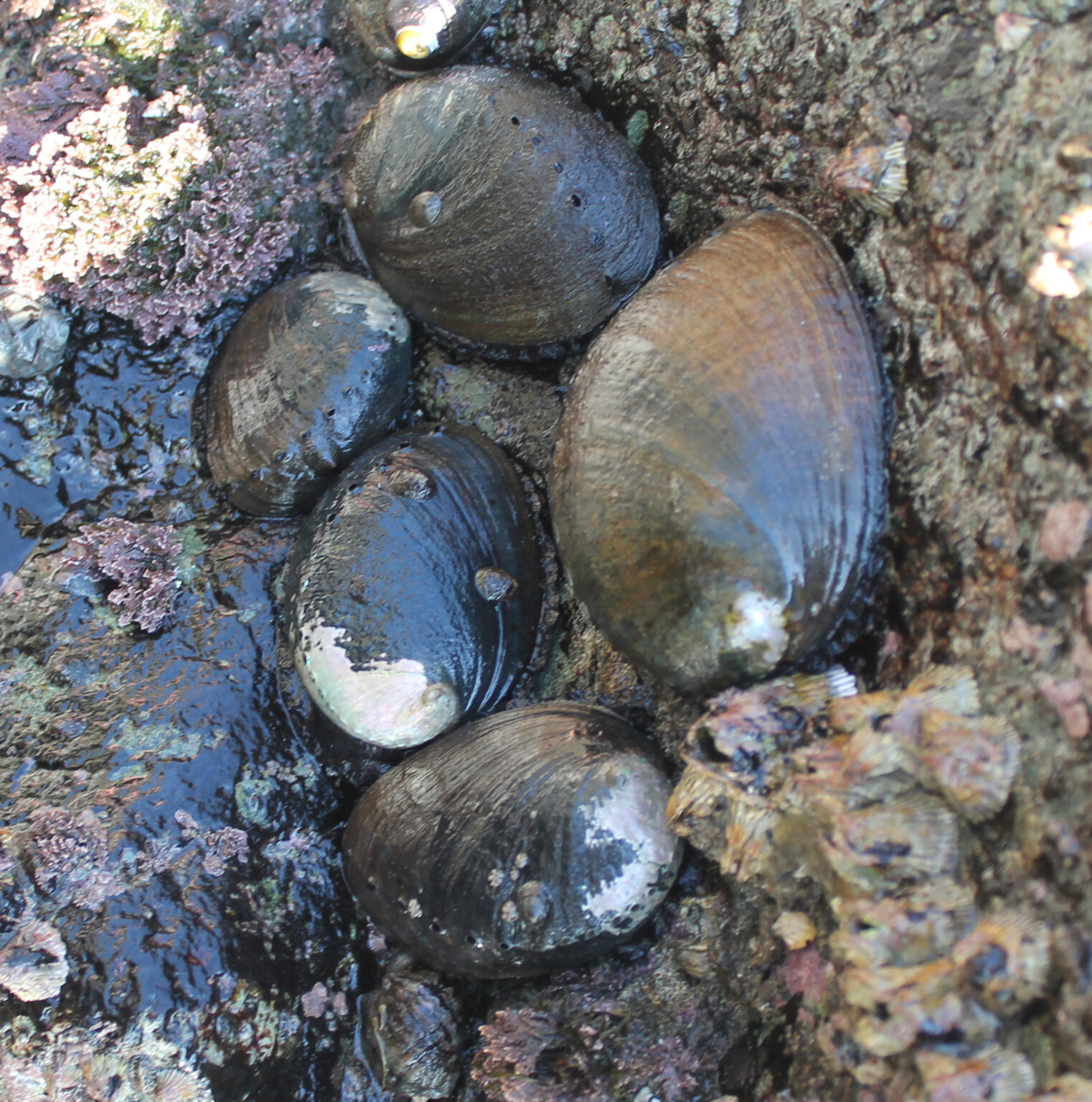 Black Abalone Shell | Mexican Shells.org