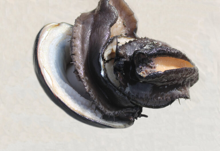 Black Abalone Shell | Mexican Shells.org