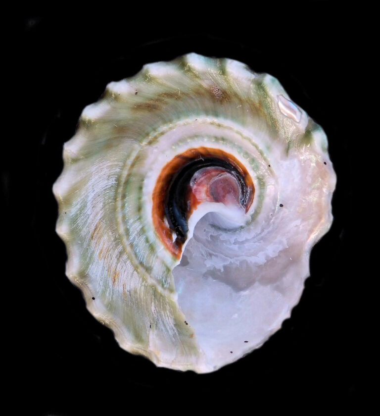 Olive Turban Shell | Mexican Shells.org