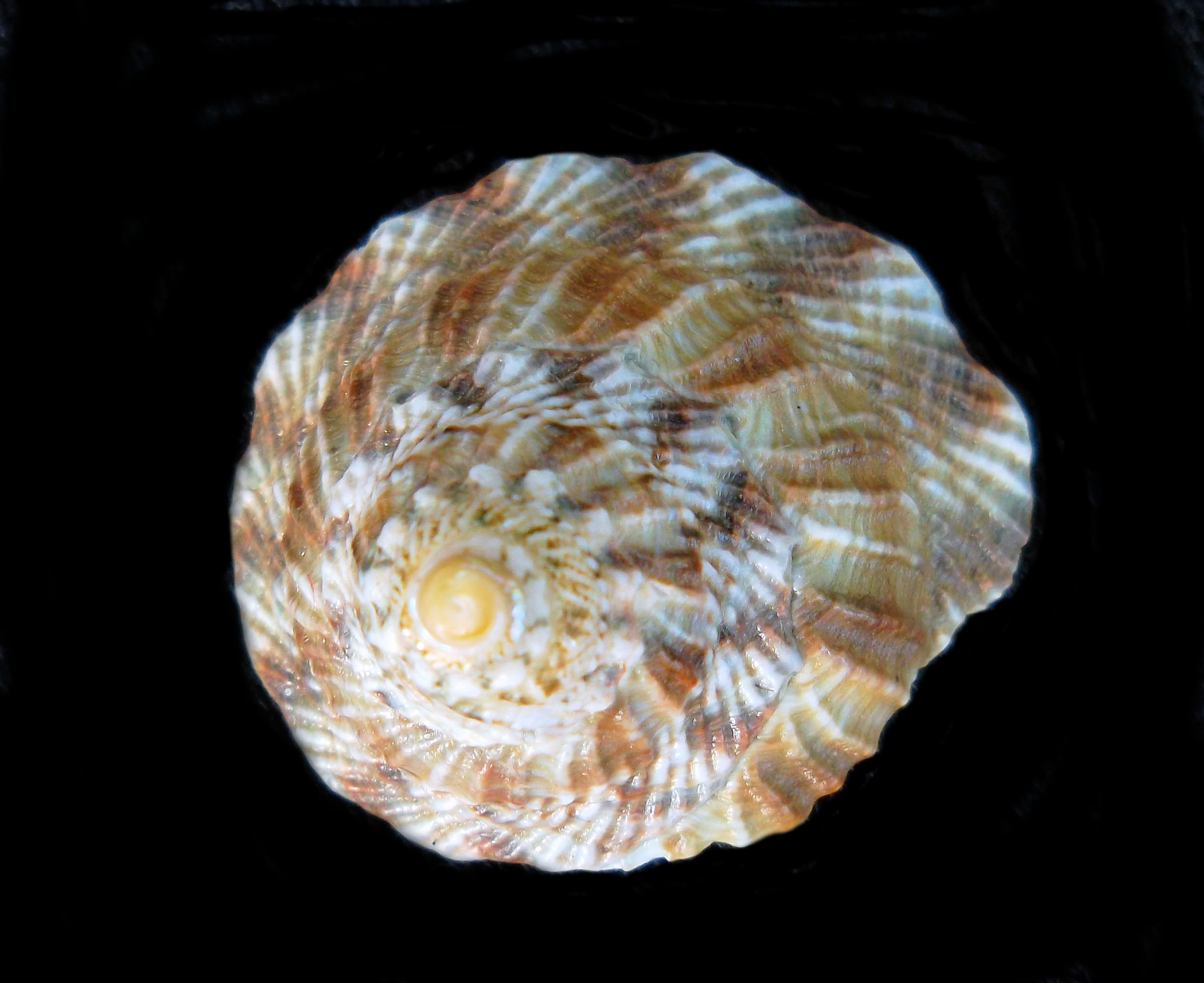 Olive Turban Shell | Mexican Shells.org