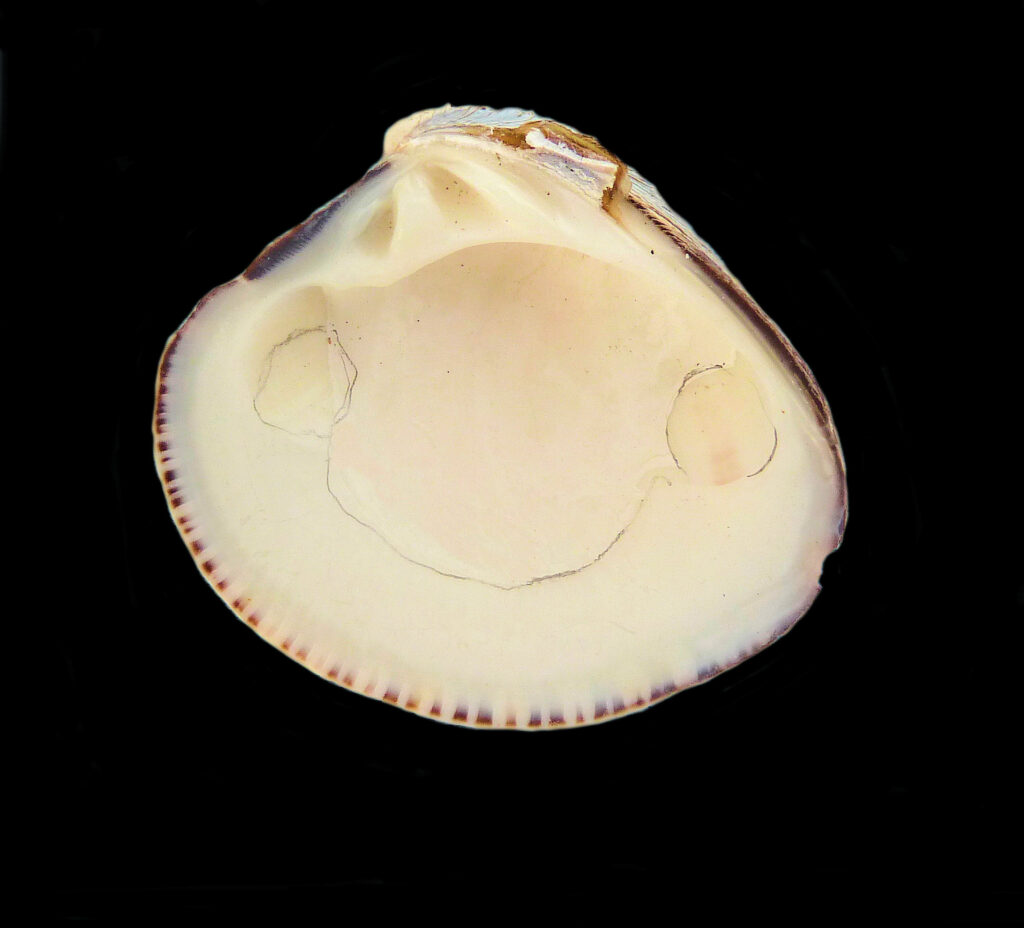 Elegant Chione Shell | Mexican Shells.org