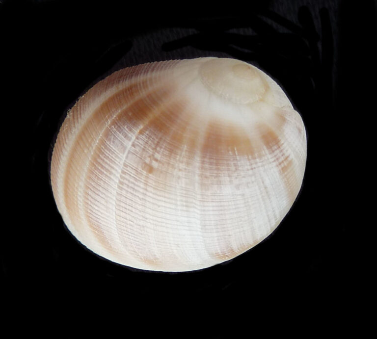 Slight Baby Ear Shell | Mexican Shells.org