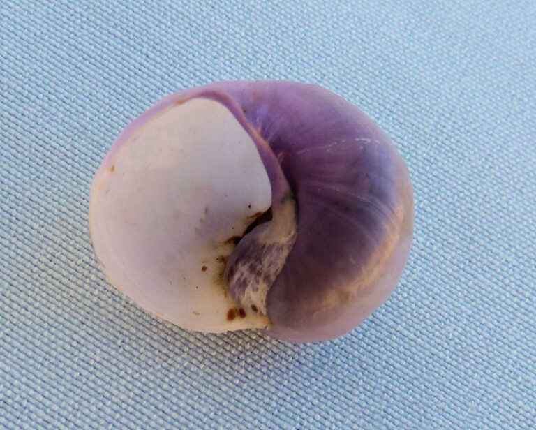 Violet Sea Snail Shell | Mexican Shells.org