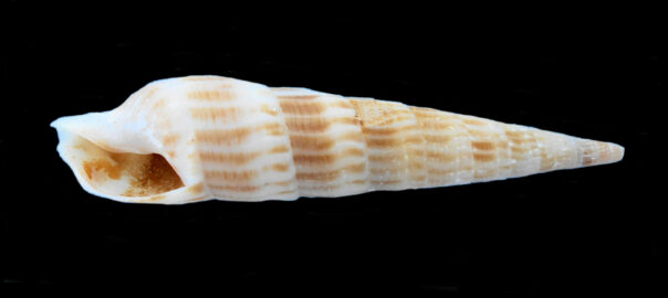Auger Shells of the Terebridae Family | Mexican Shells.org