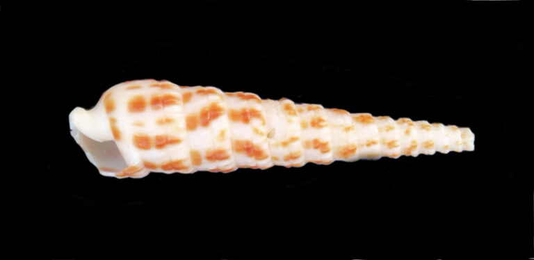 Auger Shells of the Terebridae Family | Mexican Shells.org