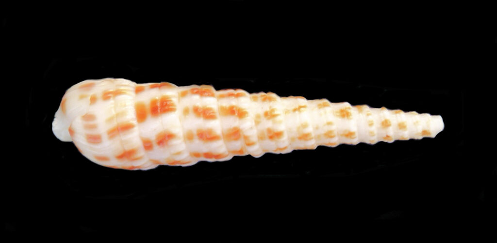 Robust Auger Shell | Mexican Shells.org