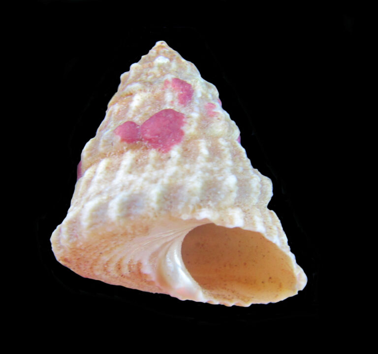 Turban Shells of the Turbinidae Family | Mexican Shells.org