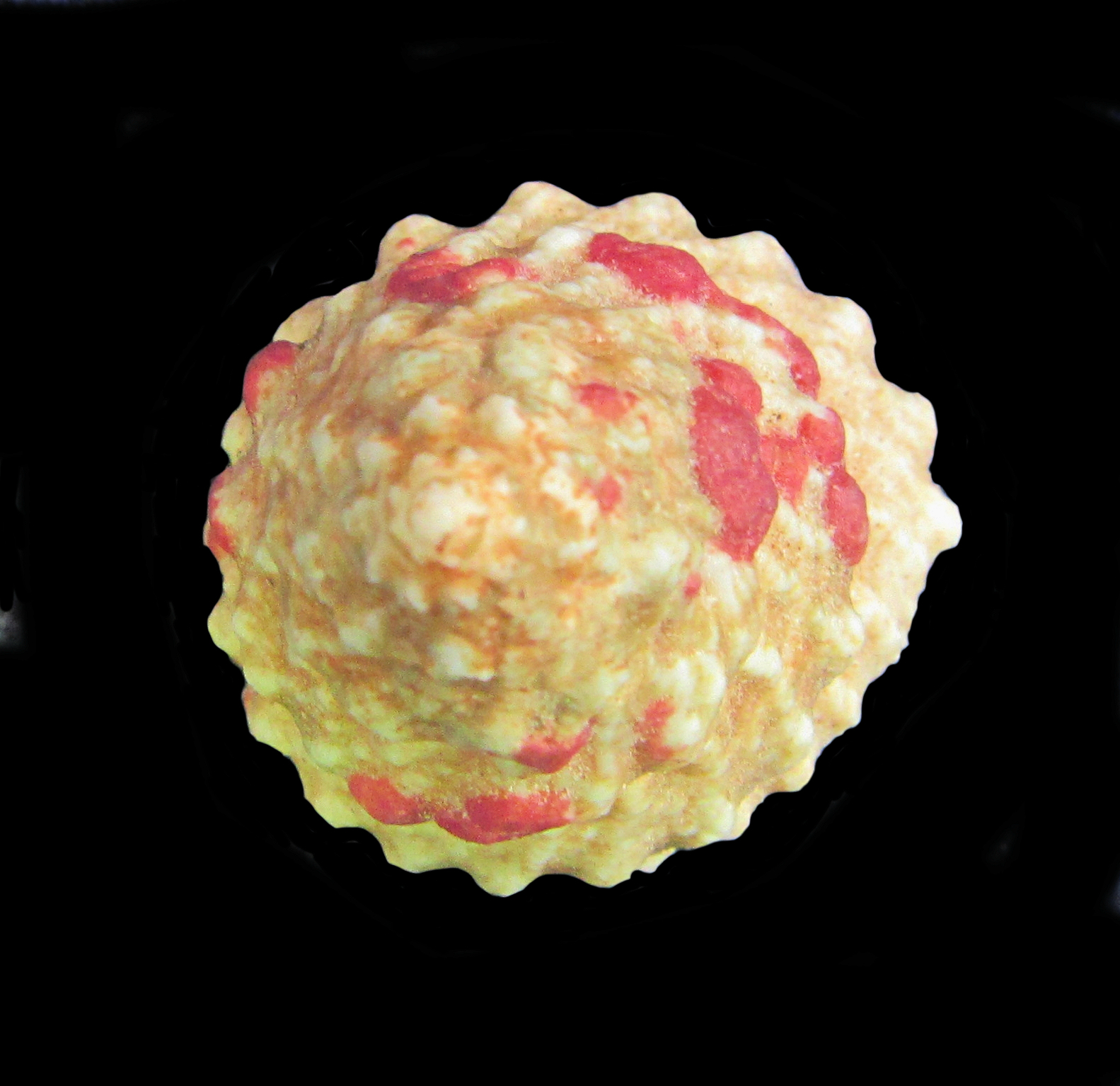 Spirate Turban Shell | Mexican Shells.org