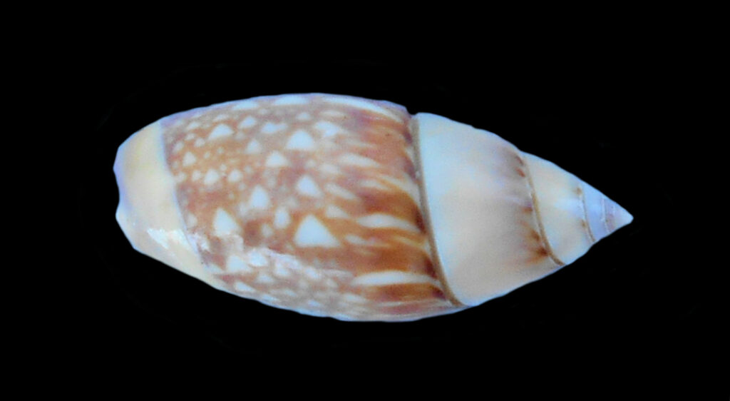 Tergina Dwarf Olive Shell | Mexican Shells.org