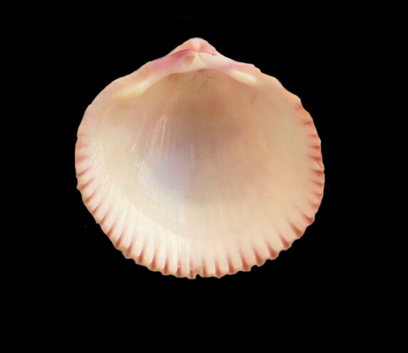 Panama Thorny Cockle Shell | Mexican Shells.org