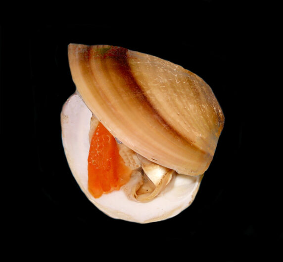 Mexican Chocolate Clam Shell | Mexican Shells.org