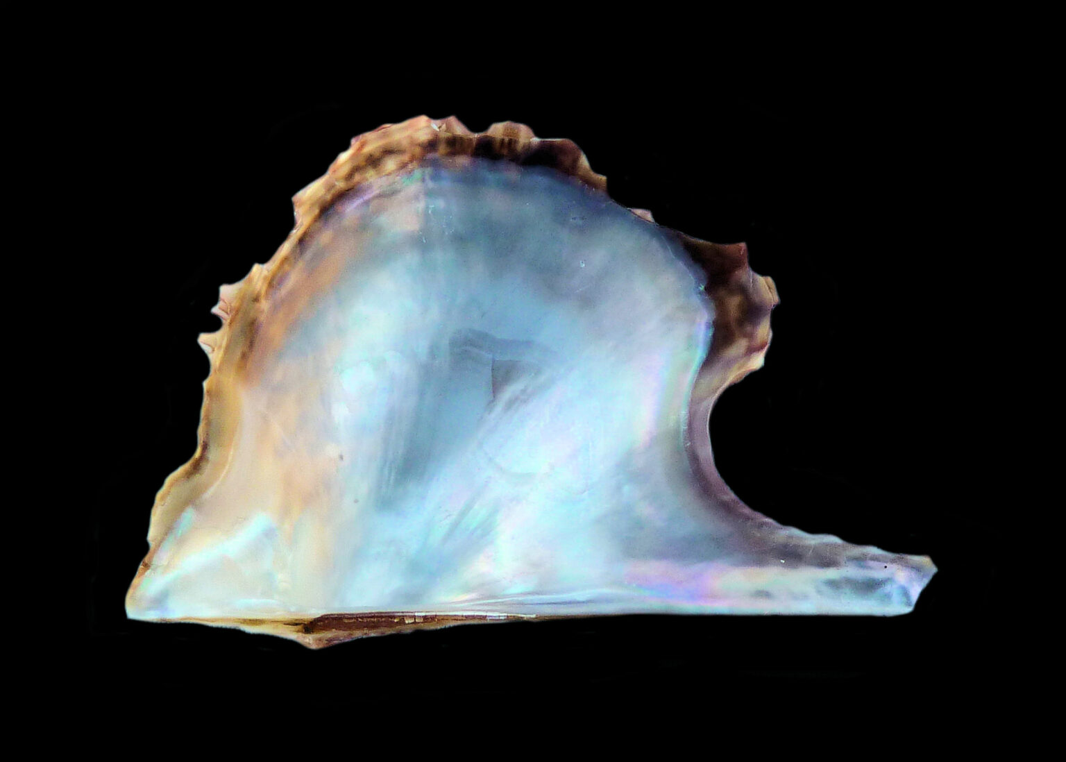 Pacific Wing Oyster Shell | Mexican Shells.org