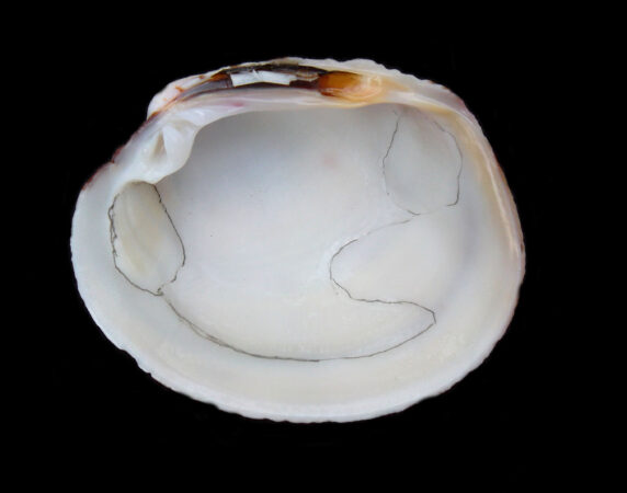 Many-ridged Venus Clam Shell | Mexican Shells.org