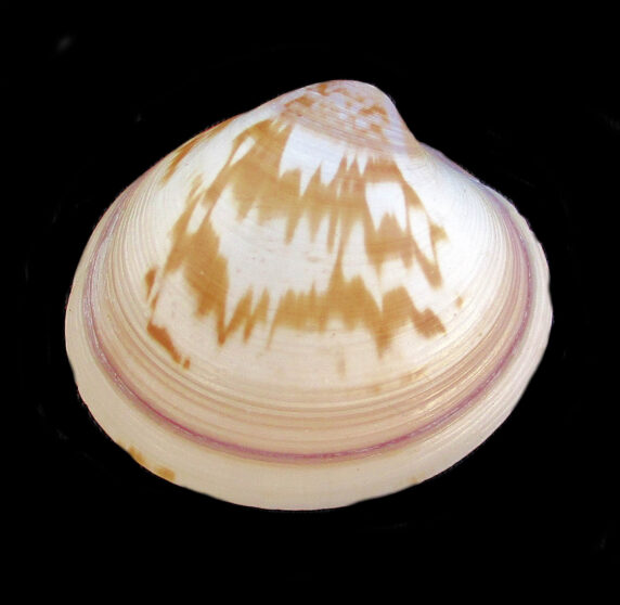 Wounded Venus Clam Shell | Mexican Shells.org