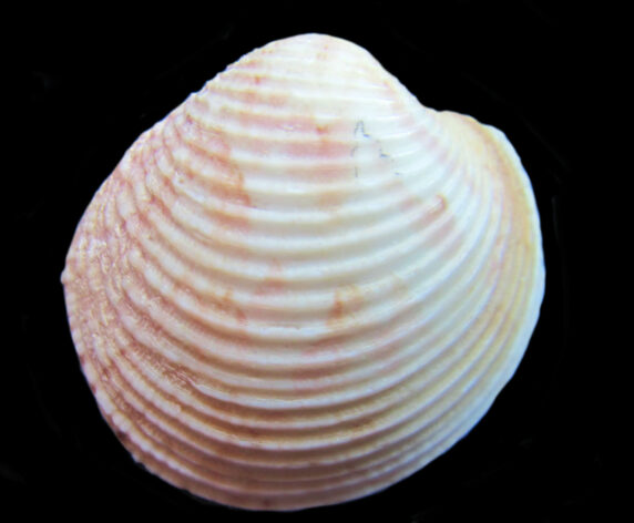 Magdalena Venus Clam Shell | Mexican Shells.org