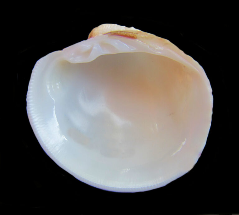 Magdalena Venus Clam Shell | Mexican Shells.org