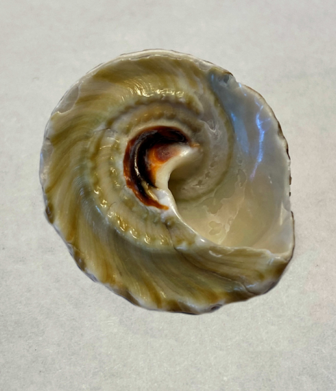 Olive Turban Shell | Mexican Shells.org