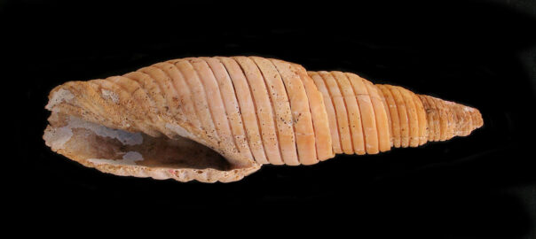 Miter Shells of the Mitridae Family | Mexican Shells.org